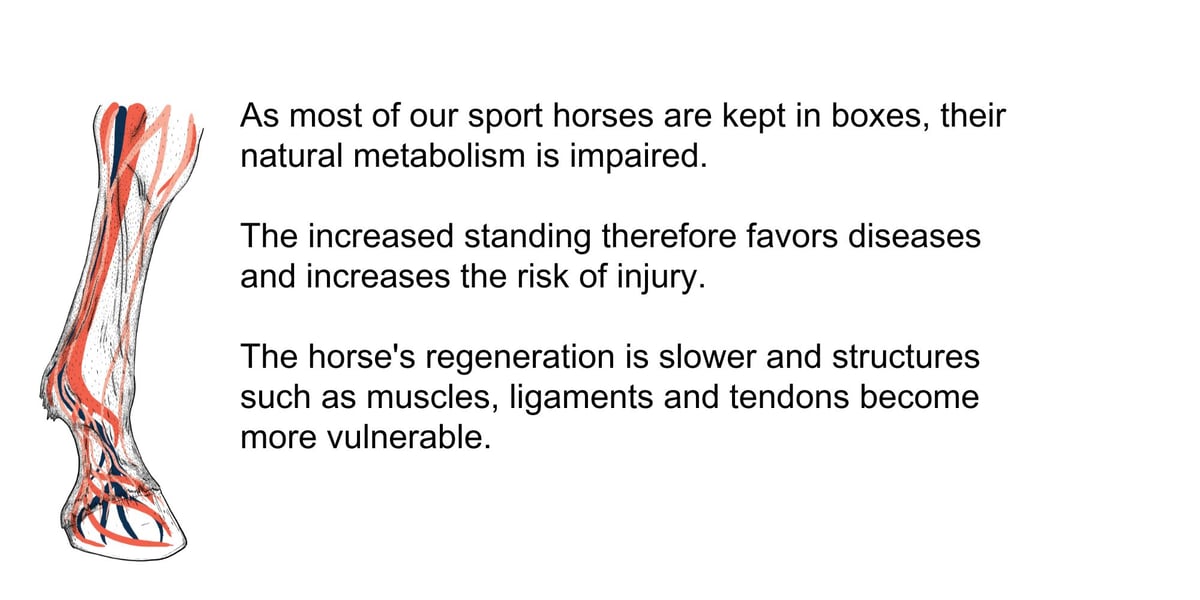 Stübben x EQUI compress - Compression stockings for horses